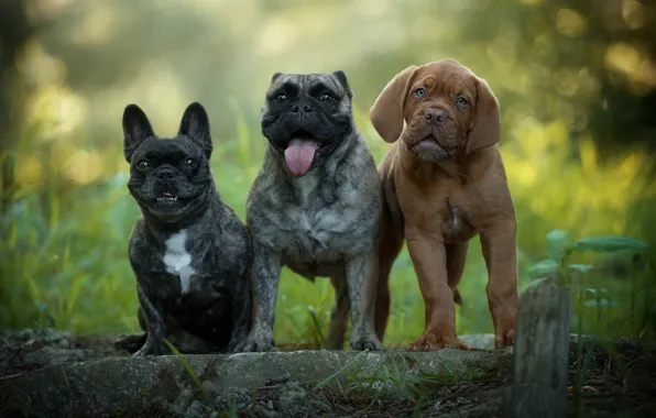 Wallpaper language, dogs, summer, nature, puppies, puppy, friends ...