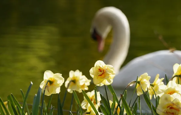 Download wallpaper flowers, bird, spring, Swan, daffodils, bokeh ...