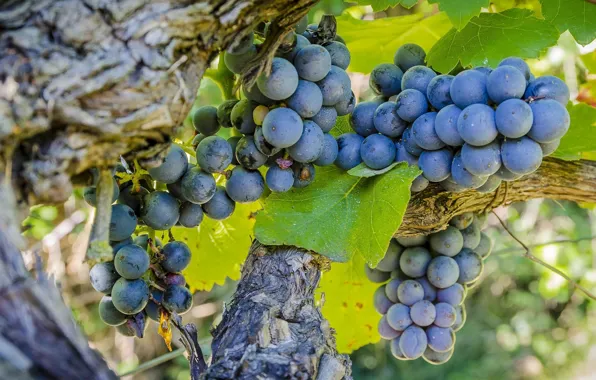 Download wallpaper berries, harvest, grapes, bunch, section nature in ...