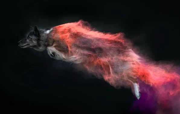 Wallpaper each, dog, dust images for desktop, section собаки - download