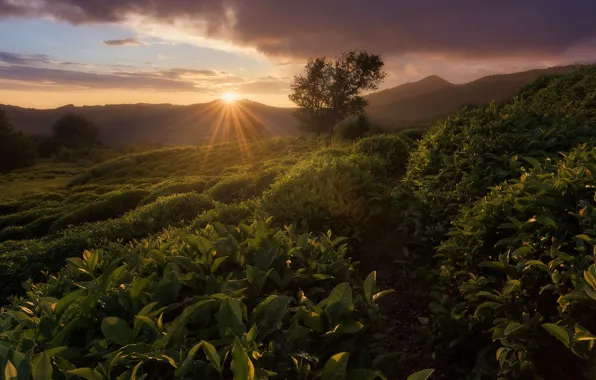 Wallpaper greens, the sun, landscape, nature, tea, ray, Sochi, Anton ...