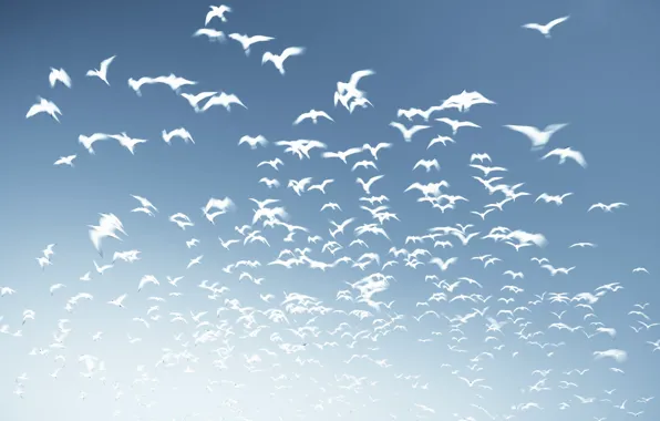Download wallpaper the sky, birds, background, section minimalism in ...