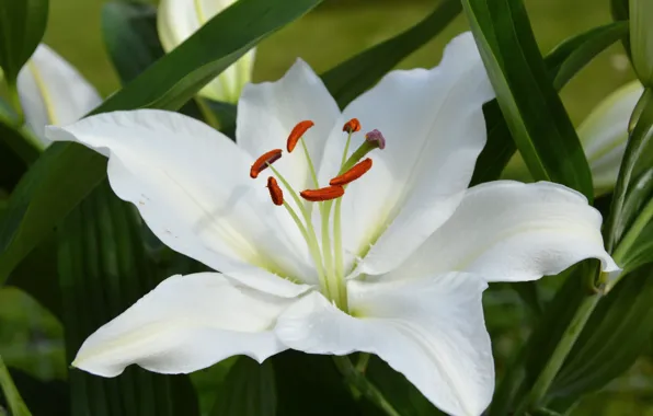 Wallpaper macro, Lily, white for mobile and desktop, section цветы ...