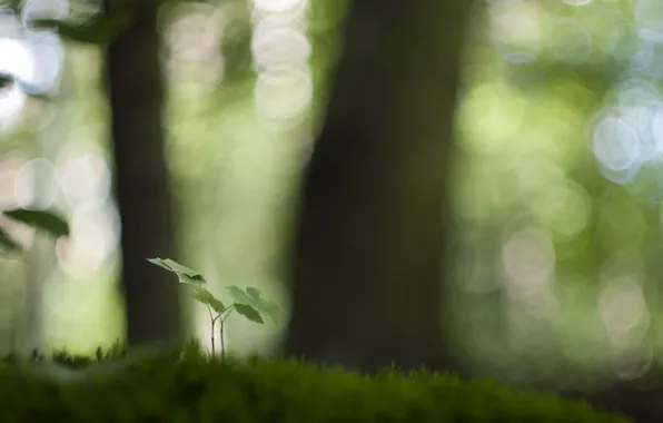 Wallpaper greens, nature, background for mobile and desktop, section ...