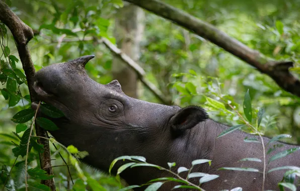 Wallpaper animal, wildlife, Indonesia, Sumatran rhinoceros, Way Kambas ...