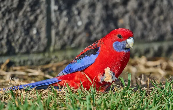 Wallpaper grass, red, wall, bird, parrot for mobile and desktop ...