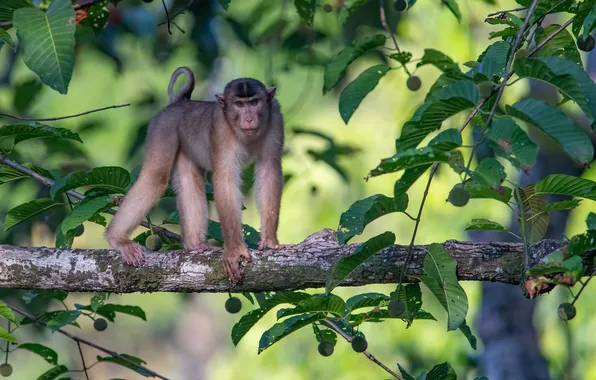 Wallpaper look, trees, monkey for mobile and desktop, section животные ...