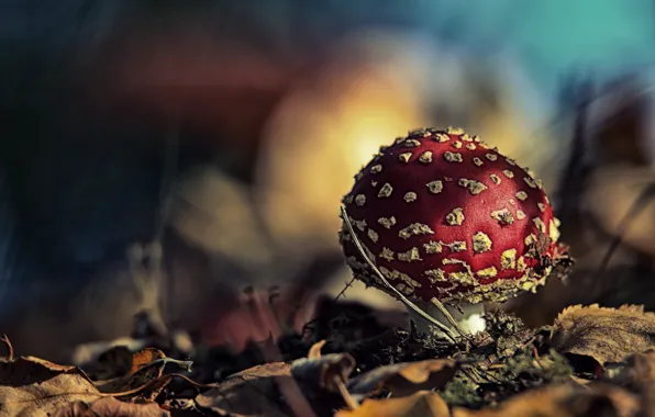 Wallpaper autumn, leaves, nature, mushroom, mushroom for mobile and ...