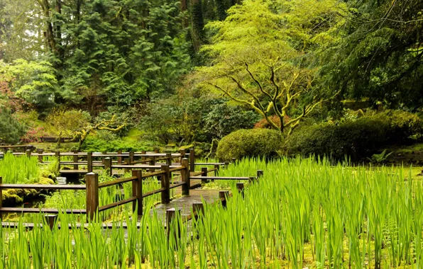 Wallpaper greens, nature, lake, plants, the bridge for mobile and ...