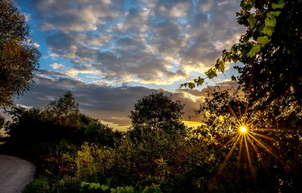 Wallpaper the sky, trees, sunset, rays of light for mobile and desktop ...