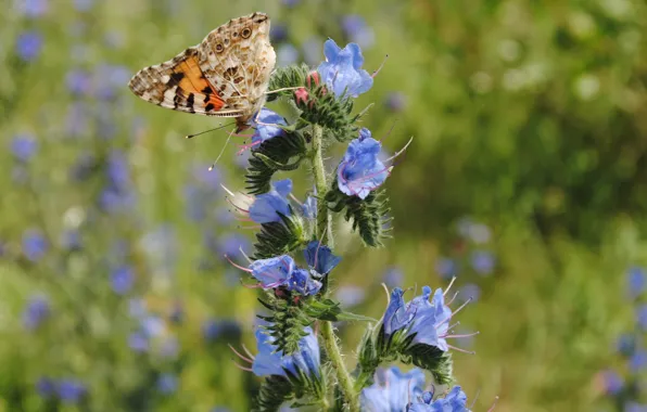 Wallpaper flowers, nature, Butterfly images for desktop, section ...