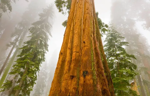 Wallpaper fog, CA, USA, big tree, the giant Sequoia, giant Sequoia ...