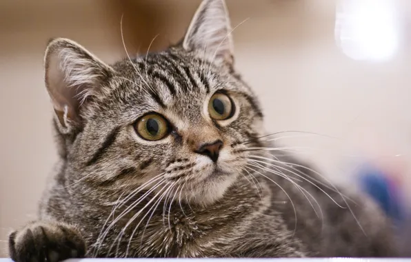 Wallpaper portrait, posing, Kote images for desktop, section кошки ...