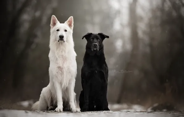 Wallpaper dogs, background, friends for mobile and desktop, section ...