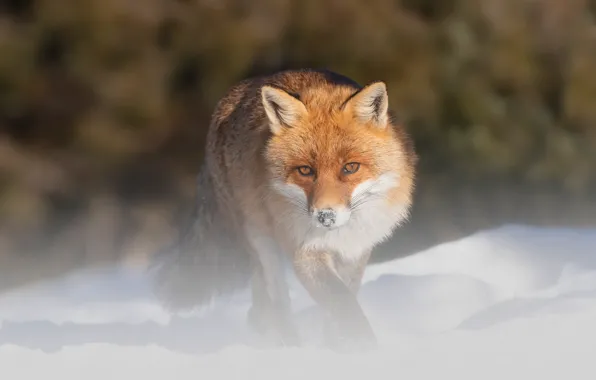 Wallpaper winter, look, face, snow, nature, pose, fog, Fox for mobile ...