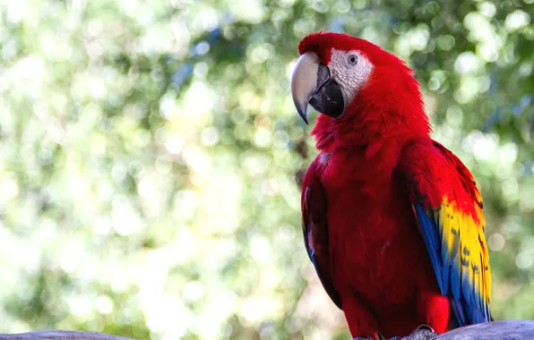 Wallpaper bright, bird, parrot, Ara images for desktop, section ...