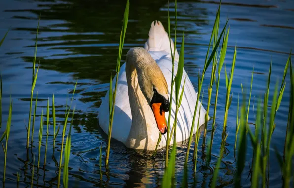 Wallpaper white, grass, water, light, bird, Swan, pond, blue background for mobile and desktop ...
