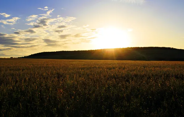 Wallpaper summer, the sun, sunset, nature images for desktop, section ...