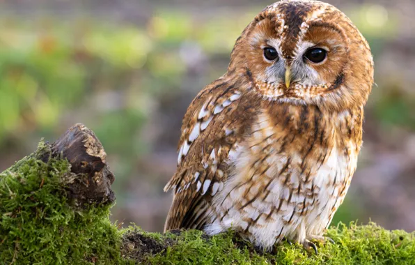 Wallpaper look, nature, owl, bird, moss, portrait, log, owl for mobile ...