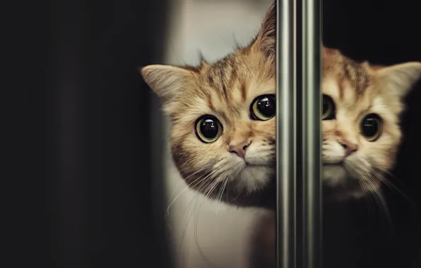 Wallpaper cat, house, reflection for mobile and desktop, section кошки ...