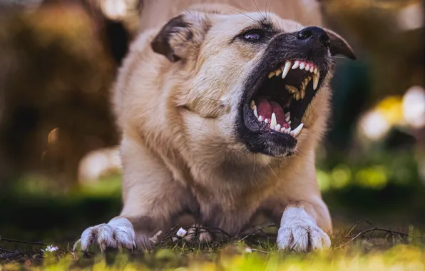 Download wallpaper Dog, Teeth, Mouth, Fangs, Bite, Dangerous, section ...