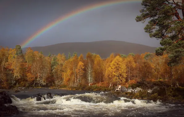 Wallpaper autumn, forest, girl, river, for, rainbow, stream for mobile ...