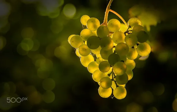 Wallpaper light, glare, berries, grapes, bokeh, Grona images for ...