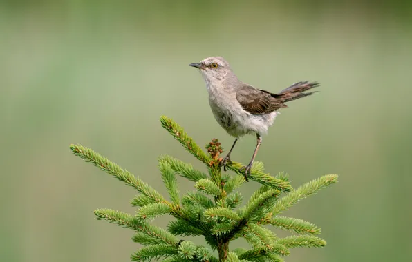 Wallpaper branch, bird, fauna, northern mockingbird for mobile and ...
