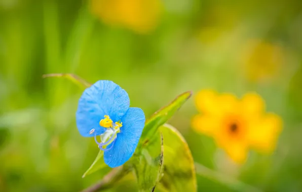 Download wallpaper flower, background, blooming, section flowers in ...