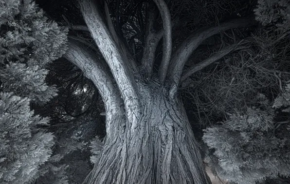 Wallpaper nature, background, tree for mobile and desktop, section ...