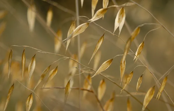 Wallpaper grass, macro, nature for mobile and desktop, section природа ...