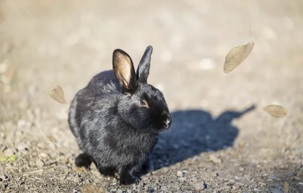 Wallpaper leaves, light, black, hare, shadow, rabbit, falling leaves ...