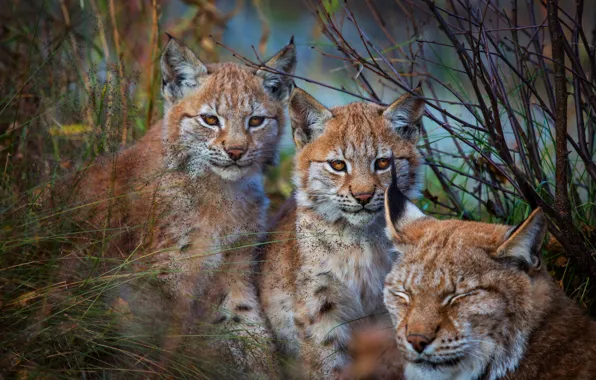 Download wallpaper animals, grass, look, face, branches, nature ...