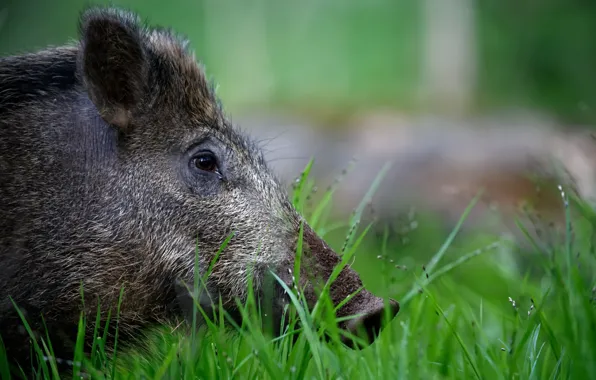 Wallpaper grass, nature, boar for mobile and desktop, section животные ...