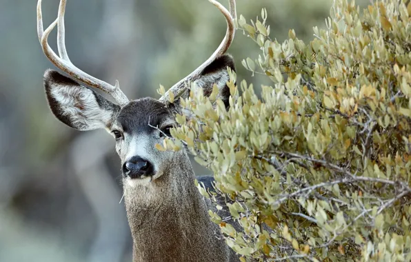 Wallpaper animal, wildlife, bush, Deer images for desktop, section ...