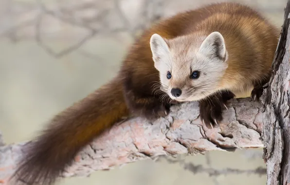 Download wallpaper look, nature, pose, background, tree, legs, predator ...