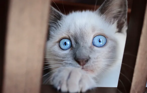 Wallpaper cat, eyes, look, kitty, furniture, portrait, kitty, face ...