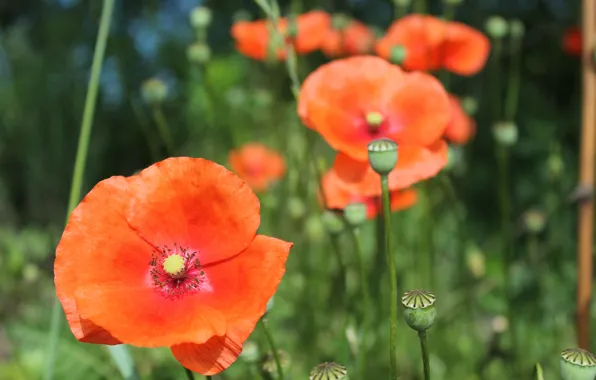 Wallpaper flowers, Mac, Maki, red flowers for mobile and desktop ...