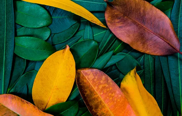 Wallpaper autumn, leaves, background, colorful, texture, background ...