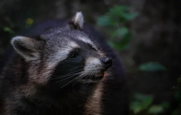 Wallpaper language, look, the dark background, portrait, raccoon, face ...