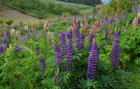 Wallpaper greens, field, summer, flowers, nature, hills, slope, meadow ...