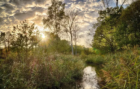 Wallpaper the sun, trees, landscape, channel for mobile and desktop ...