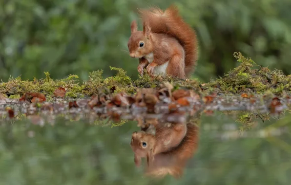 Wallpaper leaves, water, nature, pose, reflection, protein, red, face ...