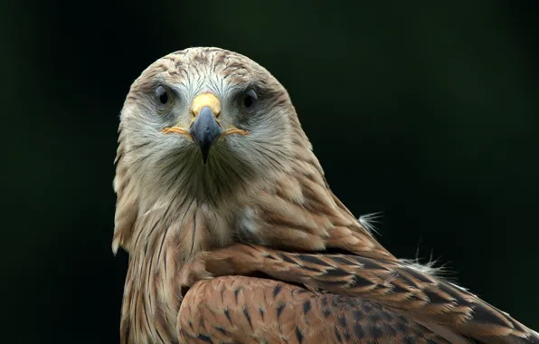 Wallpaper look, beak, red kite for mobile and desktop, section животные ...