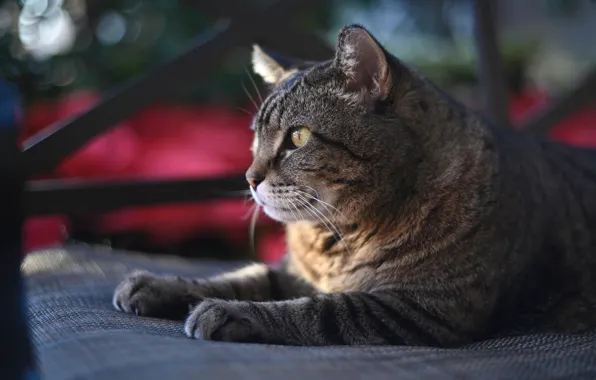 Wallpaper cat, portrait, Kote, cat images for desktop, section кошки ...