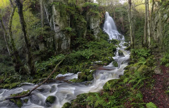 Wallpaper forest, nature, river for mobile and desktop, section природа ...