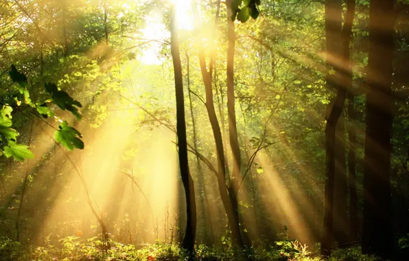 Download wallpaper forest, light, light, forest, nature, nature ...