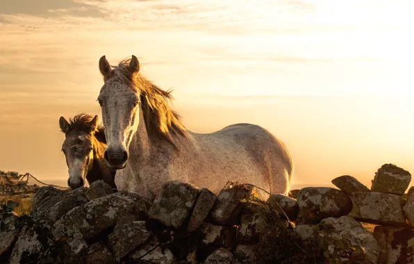 Wallpaper summer, horses, sunny, stone fence for mobile and desktop ...