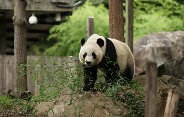 Wallpaper look, face, leaves, branches, nature, pose, posts, stone for ...