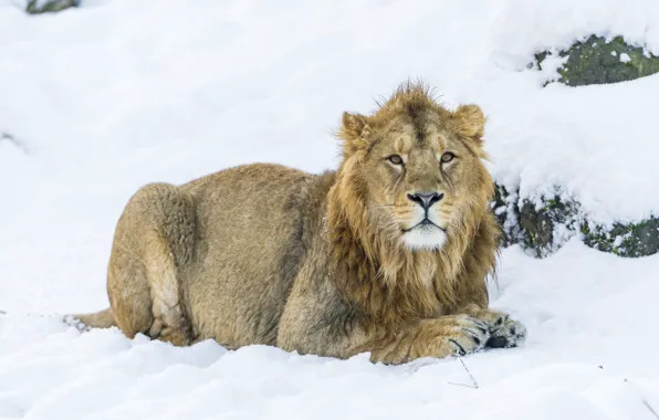Download wallpaper winter, snow, Leo, big cat, section cats in ...